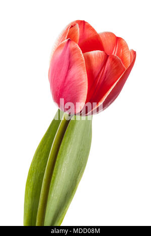 Single red tulip isolated on white background. Fresh spring flower ...