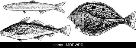 Atlantic Cod fish hand drawing vintage engraving illustration Stock ...