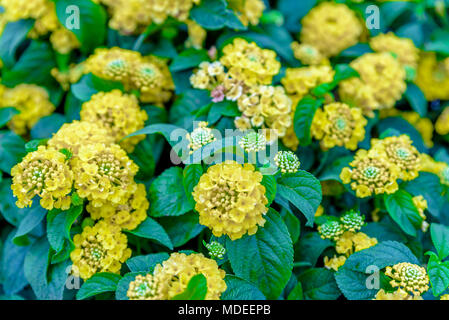 Top view of Yellow Lantana camara or in different names with big-sage ...