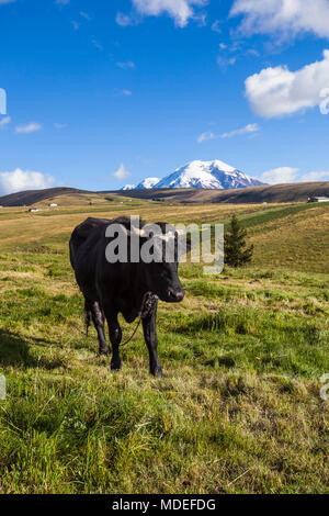Pastures for wild cattle in Chimborazo, Andes, Ecuador Stock Photo - Alamy