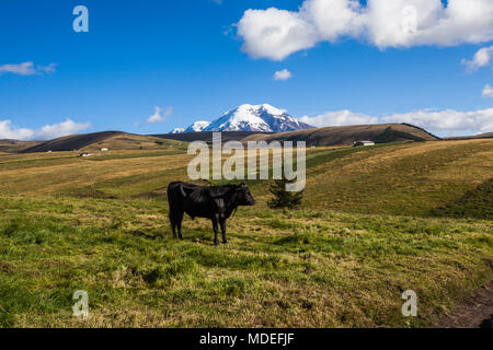 Pastures for wild cattle in Chimborazo, Andes, Ecuador Stock Photo - Alamy