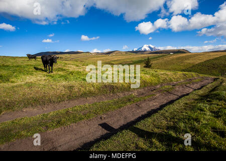 Pastures for wild cattle in Chimborazo, Andes, Ecuador Stock Photo - Alamy