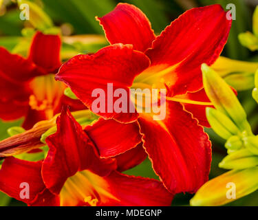 Beautiful colorful lilies in the garden. Tiger lily Stock Photo - Alamy