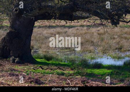 An old oak tree by the pond Stock Photo: 104348106 - Alamy