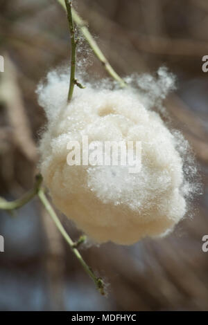 Silk floss tree seed (Ceiba speciosa or Chorisia speciosa) and a ...