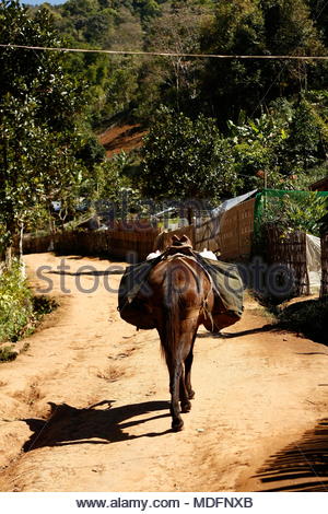 horse carrying heavy load in Tayrona National Park, Colombia, South ...