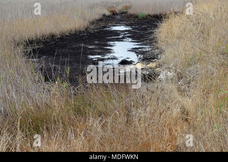 Natural tar asphalt pit in a swamp. Crude oil lake Stock Photo - Alamy