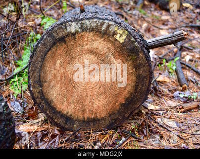 WHITE PINE (PINUS STROBUS) CROSS SECTION OF TRUNK APPROX. 15 YEARS OLD ...