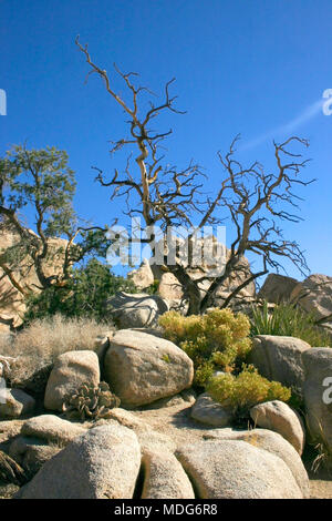 Wild Prickly Pear Cactus, Opuntia near Golitsyn trail in spring. Crimea ...