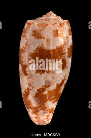 Geographic Cone Shell, Conus geographus, night dive, Paradise II dive ...