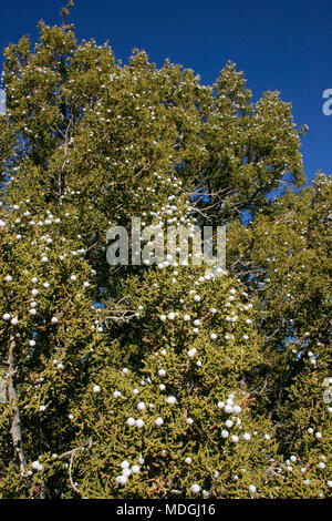 Berries, fruits on juniper. Mojave Desert, Joshua Tree National Park ...