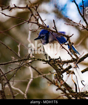 A Blue Jay sits alone after an April Storm Stock Photo - Alamy