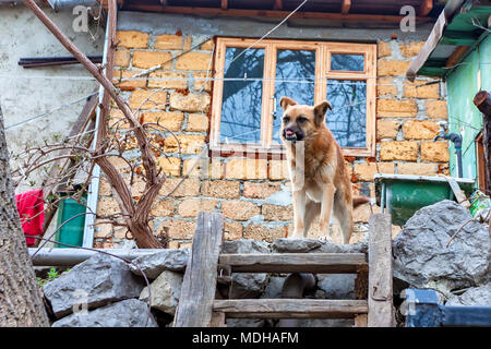 Mutilated dog outdoors Stock Photo - Alamy
