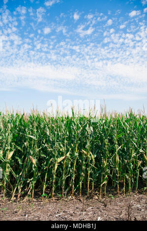 Cone Field in the country side of America. America is a continent where ...
