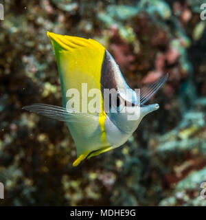 FORCEPSFISH Forcipiger flavissimus HAWAII Stock Photo - Alamy