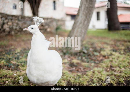 Peacock at the monastery of Saint Naum on Macedonia Stock Photo - Alamy