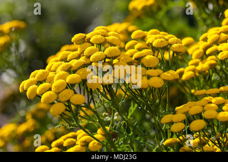 The yellow flowers of common tansy, an invasive weed, growing along the ...
