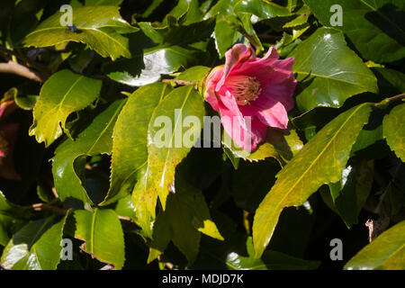 Camellia japonica ‘Kingyo-tsubaki’ Camellia Kingyo Tsubaki Fishtail ...