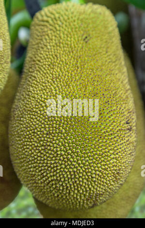 The jackfruit (Artocarpus heterophyllus), known in Brazil as "Jaca" is ...