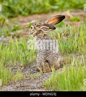 A lonely Rabbit Stock Photo - Alamy