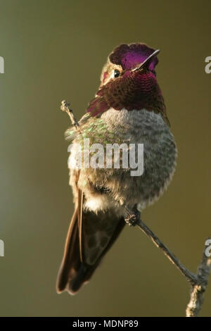 Male Annas Hummingbird (Calypte anna) feeding on a pink Salmonberry ...