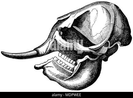 Skull of an Indian Elephant (Elephas maximus), side view Stock Photo ...