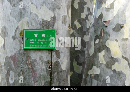 The lovely mottled bark of Pinus bungeana trees in a park in Beijing ...