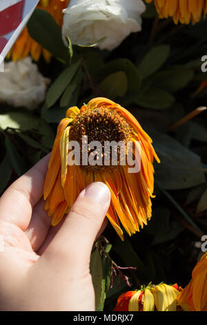 Beautiful colorful natural spring fading flowers in view Stock Photo ...