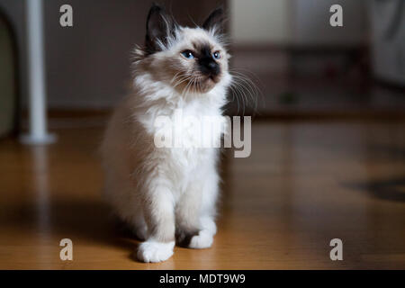 Young adorable white Sacred Birman kitten Stock Photo - Alamy