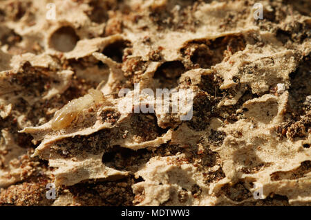 Drywood termite worker going over rotten wood, tunnels and faecal ...