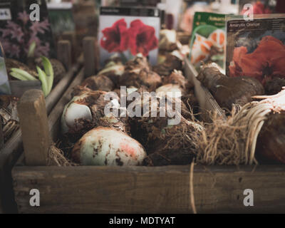 Flower bulbs in wooden box Stock Photo - Alamy