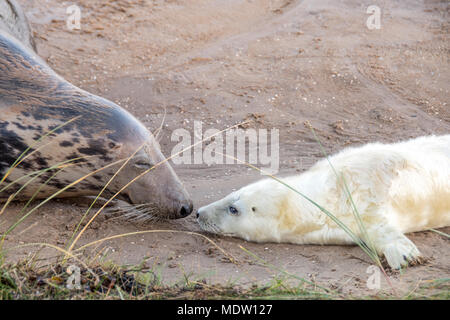 A fluffy grey seal pup nuzzles an adult seal covered in sand on a ...
