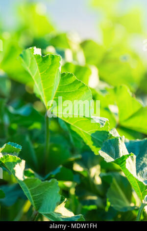 Background of sprigs in the field Stock Photo - Alamy