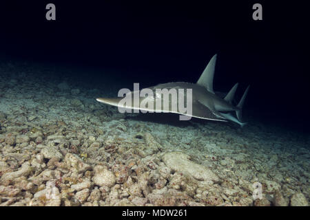Common Guitarfish (Rhynchobatus djiddensis) in the lagoon of the ...