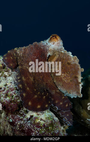 Octopus (Octopus vulgaris), red, sitting on coral reef, Great Barrier ...