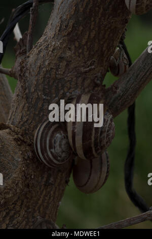 Colourful snails clustered on tree branch, Polis, Cyprus Stock Photo ...