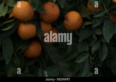Oranges growing in abandoned orchard, Polis, Cyprus Stock Photo - Alamy