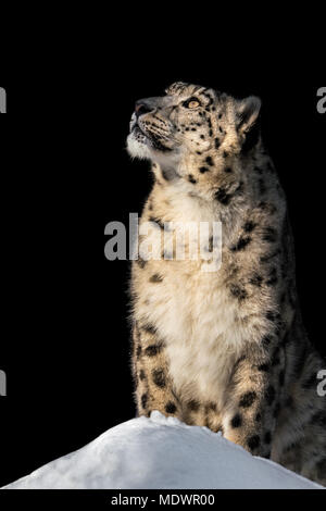 Snow leopard (profile Stock Photo - Alamy