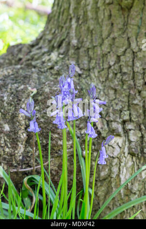 Warrington, UK. 21st April 2018. Walking the dog in the glorious sun at ...