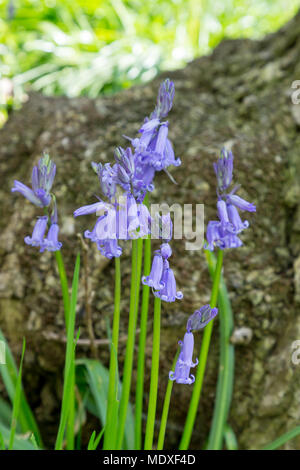 Warrington, UK. 21st April 2018. Walking the dog in the glorious sun at ...