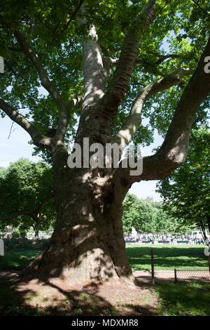 Paris, Parc Monceau, Platanus orientalis, special tree Stock Photo - Alamy