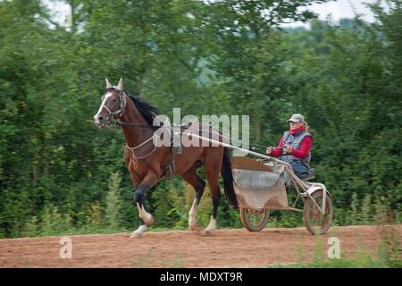 France, Lower Normandy, bieville quetieville, stud farm de pitz, stable ...