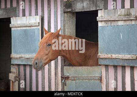 France, Lower Normandy, bieville quetieville, stud farm de pitz, stable ...