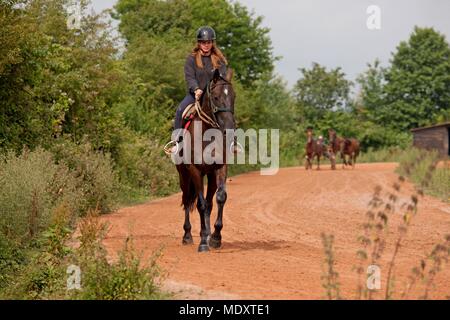 France, Lower Normandy, bieville quetieville, stud farm de pitz, stable ...