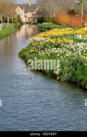 Yellow Narcissus (Daffodils, Yellow river) flower close up Stock Photo ...