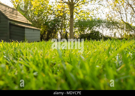 Ground level view of a well maintained and recently cut lawn seen ...