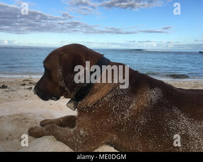 in , Cook Islands, on 13 November 2017 Stock Photo - Alamy