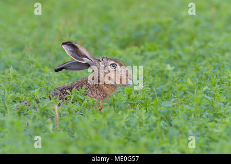 Brown Hare adult head and shoulders shot Powys, Wales, UK Stock Photo ...