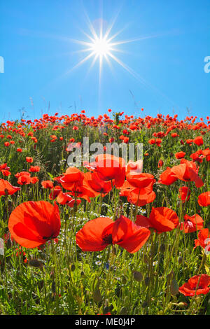flower of poppy glowing in rays of sun. Papaver rhoeas, common, corn ...