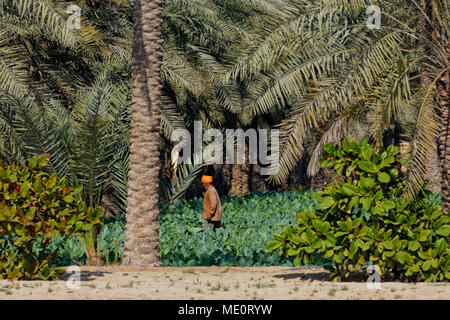 Royal Camel Farm. Kingdom of Bahrain Stock Photo - Alamy